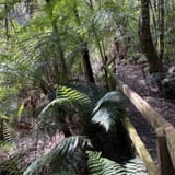 Tanglefoot Short Loop, Victoria, Australia - 327 Reviews, Map | AllTrails