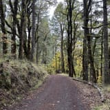 Fitton Green Natural Area Trail, Oregon - 381 Reviews, Map | AllTrails