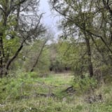 Cibolo Creek Main Trail, Texas - 570 Reviews, Map | AllTrails