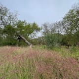 Cibolo Creek Main Trail, Texas - 578 Reviews, Map | AllTrails