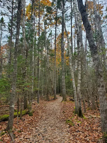 2023 Best Forest Trails in Nine Mile River | AllTrails