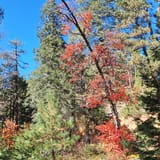 Bear Wallow Spring, Arizona - 613 Reviews, Map | AllTrails