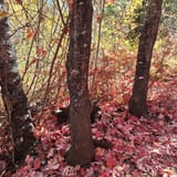 Bear Wallow Spring, Arizona - 436 Reviews, Map | AllTrails