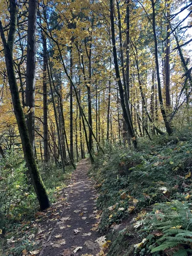 Best Hikes and Trails in Hendricks Park | AllTrails