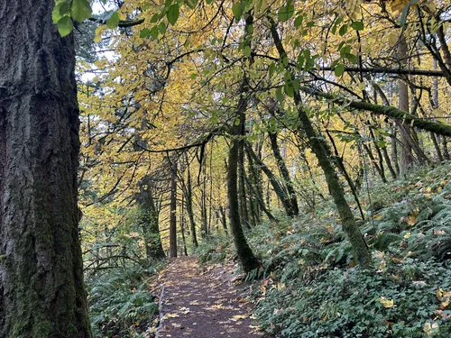 Best Hikes and Trails in Hendricks Park | AllTrails