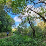 Waitangi to Haruru Falls Walk, Northland, New Zealand - 269 Reviews ...