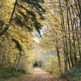 Chehalis Western Trail, Washington - 546 Reviews, Map | AllTrails