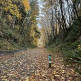 Chehalis Western Trail, Washington - 546 Reviews, Map | AllTrails