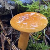 Hardesty Mountain Trail, Oregon - 298 Reviews, Map | AllTrails