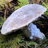 Hardesty Mountain Trail, Oregon - 298 Reviews, Map | AllTrails