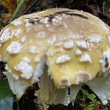 Hardesty Mountain Trail, Oregon - 322 Reviews, Map | AllTrails