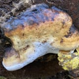 Hardesty Mountain Trail, Oregon - 322 Reviews, Map | AllTrails