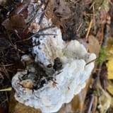 Hardesty Mountain Trail, Oregon - 298 Reviews, Map | AllTrails