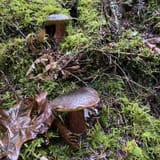 Hardesty Mountain Trail, Oregon - 298 Reviews, Map | AllTrails