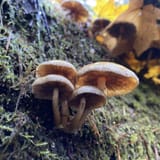 Hardesty Mountain Trail, Oregon - 298 Reviews, Map | AllTrails