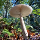 Hardesty Mountain Trail, Oregon - 322 Reviews, Map | AllTrails