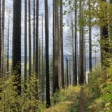 Angels Rest to Devil's Rest Loop Trail, Oregon - 1,231 Reviews, Map ...