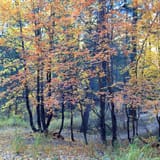 Bear Wallow Spring, Arizona - 394 Reviews, Map | AllTrails