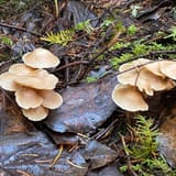 Banner Forest Heritage Park Loop, Washington - 1,243 Reviews, Map ...