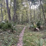 Moon Seed Loop, Louisiana - 381 Reviews, Map | AllTrails