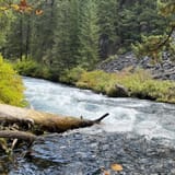 West Metolius River Trail, Oregon - 711 Reviews, Map | AllTrails