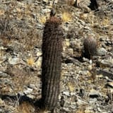Pima East Loop, Arizona - 1,307 Reviews, Map | AllTrails