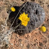 Yellow Knolls Trail, Utah - 437 Reviews, Map | AllTrails