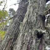 Atlantic White Cedar Swamp Trail, Massachusetts - 920 Reviews, Map ...