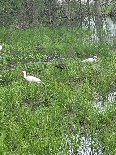 Best Hikes and Trails in Santa Ana National Wildlife Refuge | AllTrails