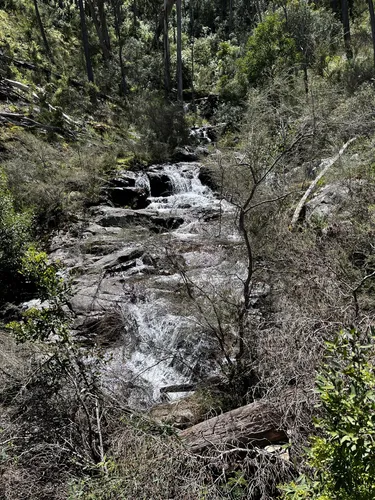 Best Forest Trails in Mount Samaria State Park | AllTrails