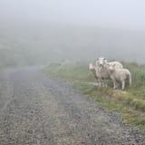 Rapaki Track, Canterbury, New Zealand - 557 Reviews, Map | AllTrails