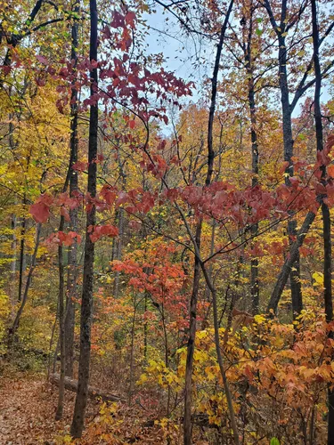 10 Best Waterfall Trails in Signal Mountain | AllTrails