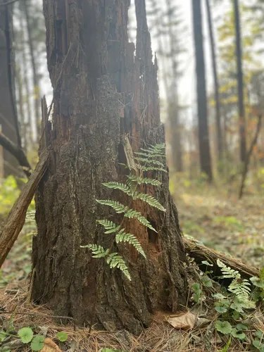 Best Hikes and Trails in Lowden-Miller State Forest | AllTrails