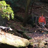 Dog Slaughter Falls Trail, Kentucky - 1,462 Reviews, Map | AllTrails