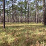 Green Swamp Preserve, North Carolina - 204 Reviews, Map | AllTrails