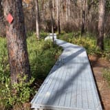 Green Swamp Preserve, North Carolina - 204 Reviews, Map | AllTrails