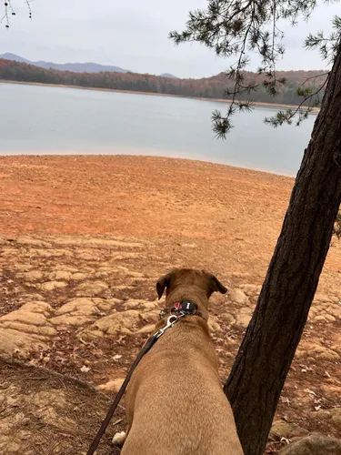 Blue Ridge Lake Recreation Area: de beste routes om te wandelen | AllTrails