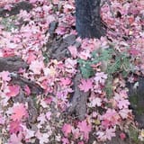 Bear Wallow Spring, Arizona - 599 Reviews, Map | AllTrails