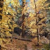 Bear Wallow Spring, Arizona - 409 Reviews, Map | AllTrails