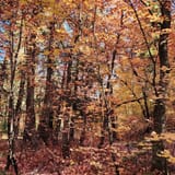 Bear Wallow Spring, Arizona - 599 Reviews, Map | AllTrails