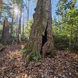 Maddron Bald Trail to Albright Grove Loop, Tennessee - 943 Reviews, Map ...