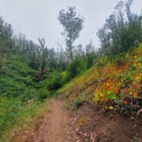 Mount Sutro Loop, California - 2,139 Reviews, Map | AllTrails