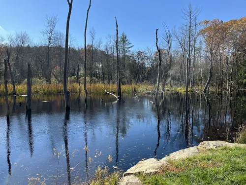 Best Hikes and Trails in Thayer Pond Wildlife Management Area | AllTrails