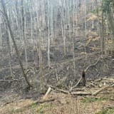 Tracy Ridge: Full Outer Loop, New York - 195 Reviews, Map | AllTrails