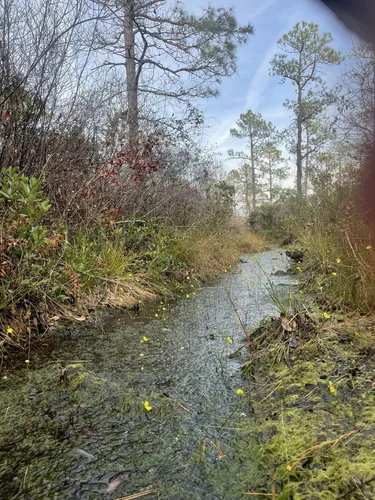 Best Hikes and Trails in Green Swamp Preserve | AllTrails