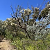 Tomaree Coastal Walk, New South Wales, Australia - 88 Reviews, Map ...