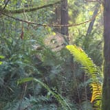Point Defiance Park Outer Loop, Washington - 3,733 Reviews, Map | AllTrails