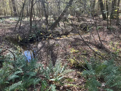 Best Hikes and Trails in Charlie Elliott Wildlife Center | AllTrails