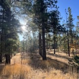 Bill Williams Mountain Trail, Arizona - 544 Reviews, Map | AllTrails