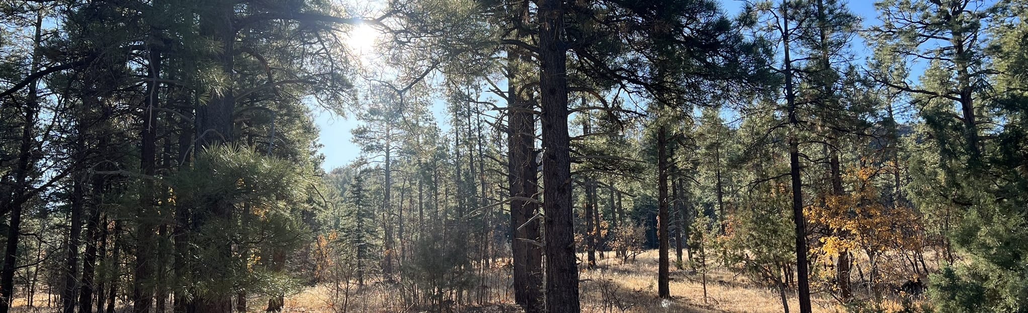 Clover Springs Trail, Arizona - 52 Reviews, Map | AllTrails